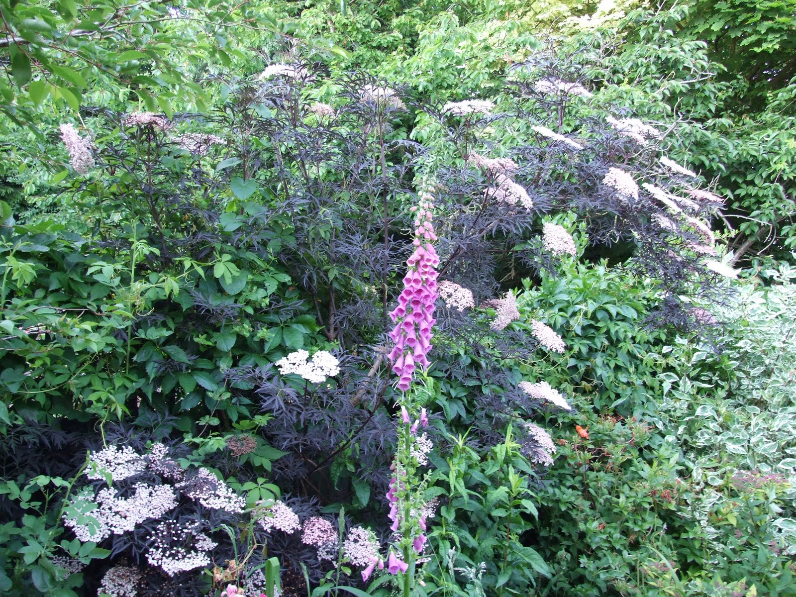 1_Lovelife: Sambuca: