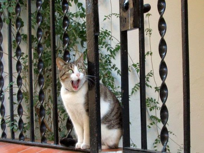 Funny cats - part 103 (40 pics + 10 gifs) | Amazing Creatures