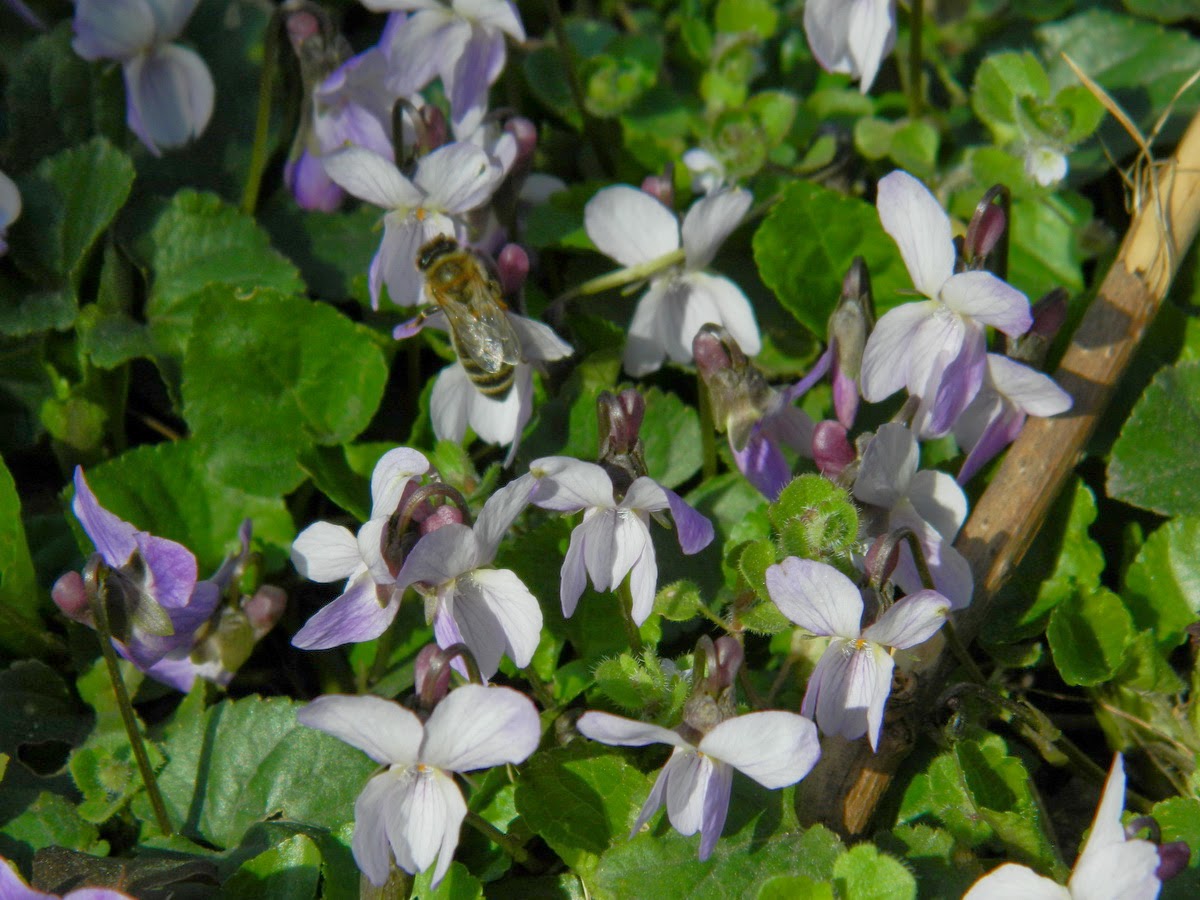 LA MULTI ANI, ROMANIA!: "Invazie" de toporasi