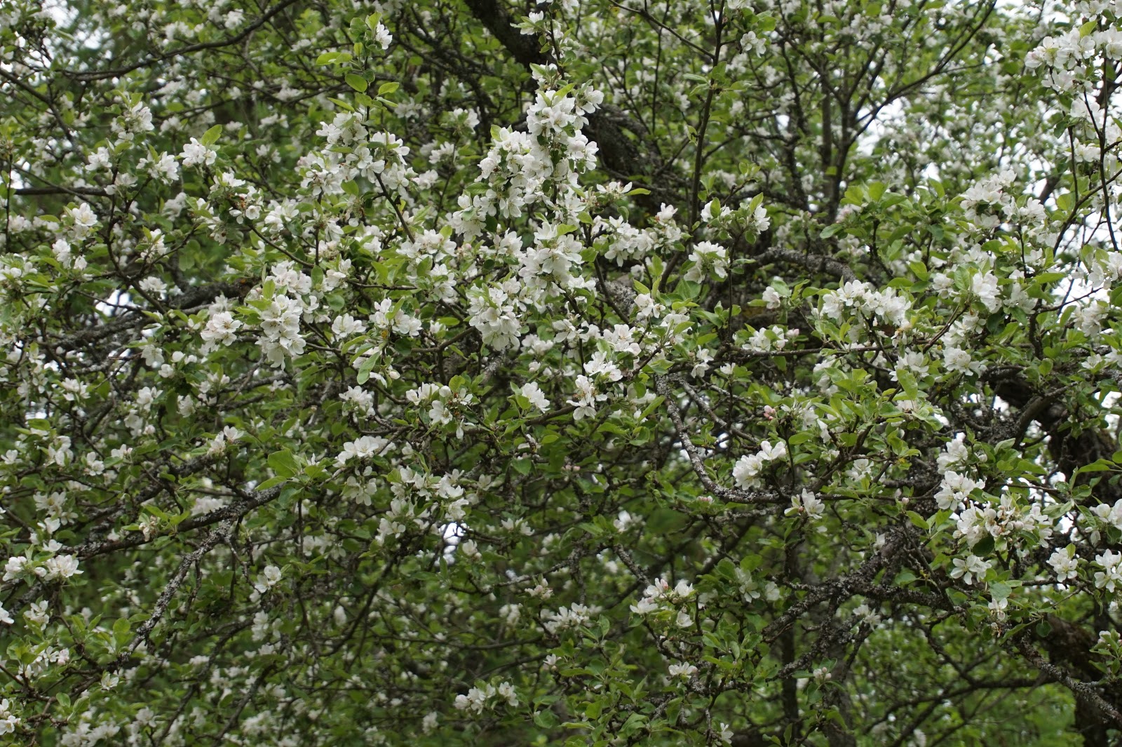 Oma tupa, tontti ja lupa: Omenapuun alla
