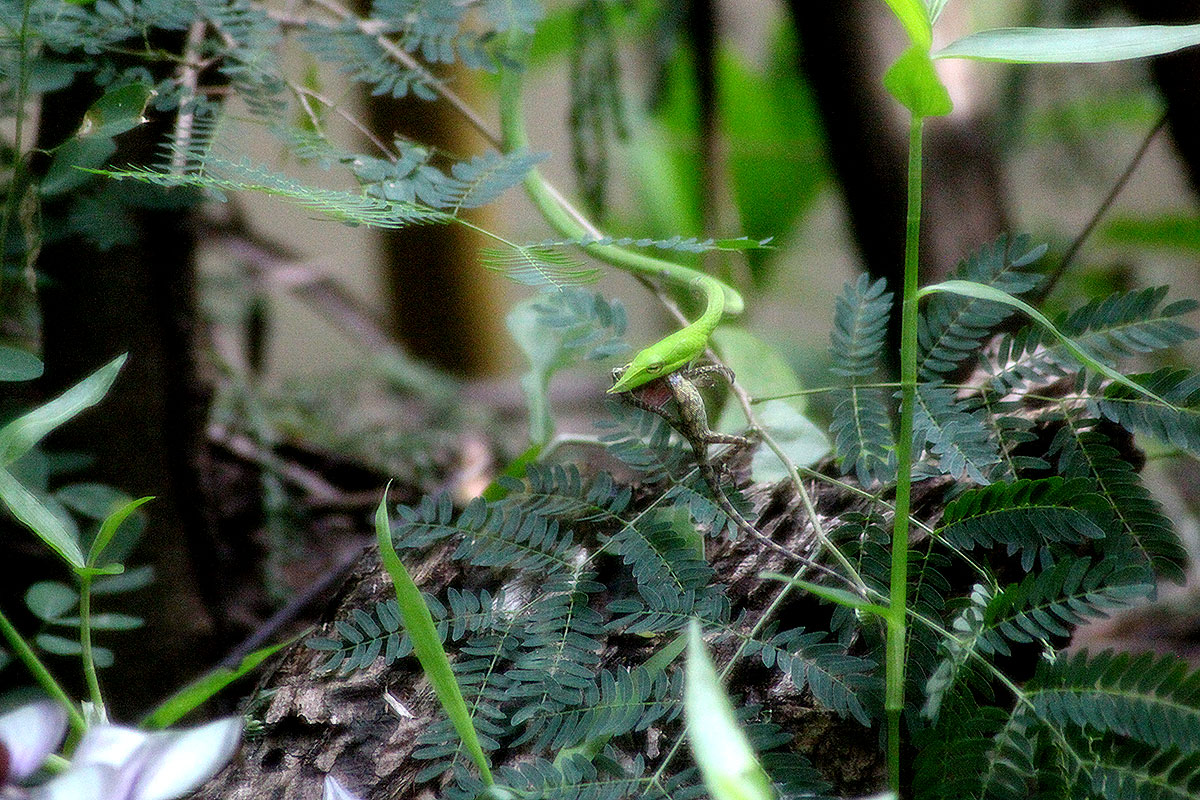 TANG DUNAND: Green snakes