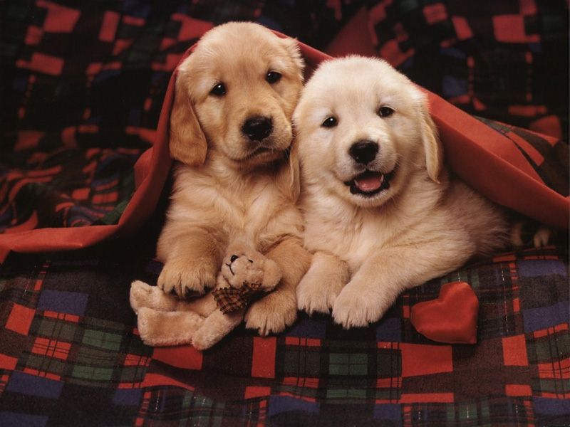 blogspot: CACHORRINHOS