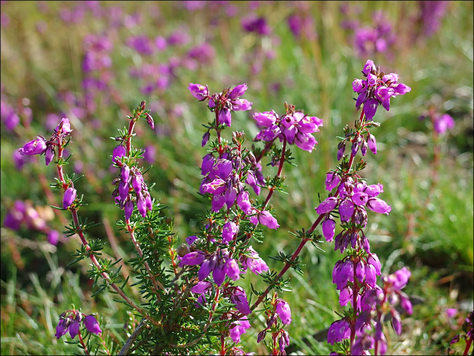 "By Stargoose And Hanglands": Beauty From The Bog