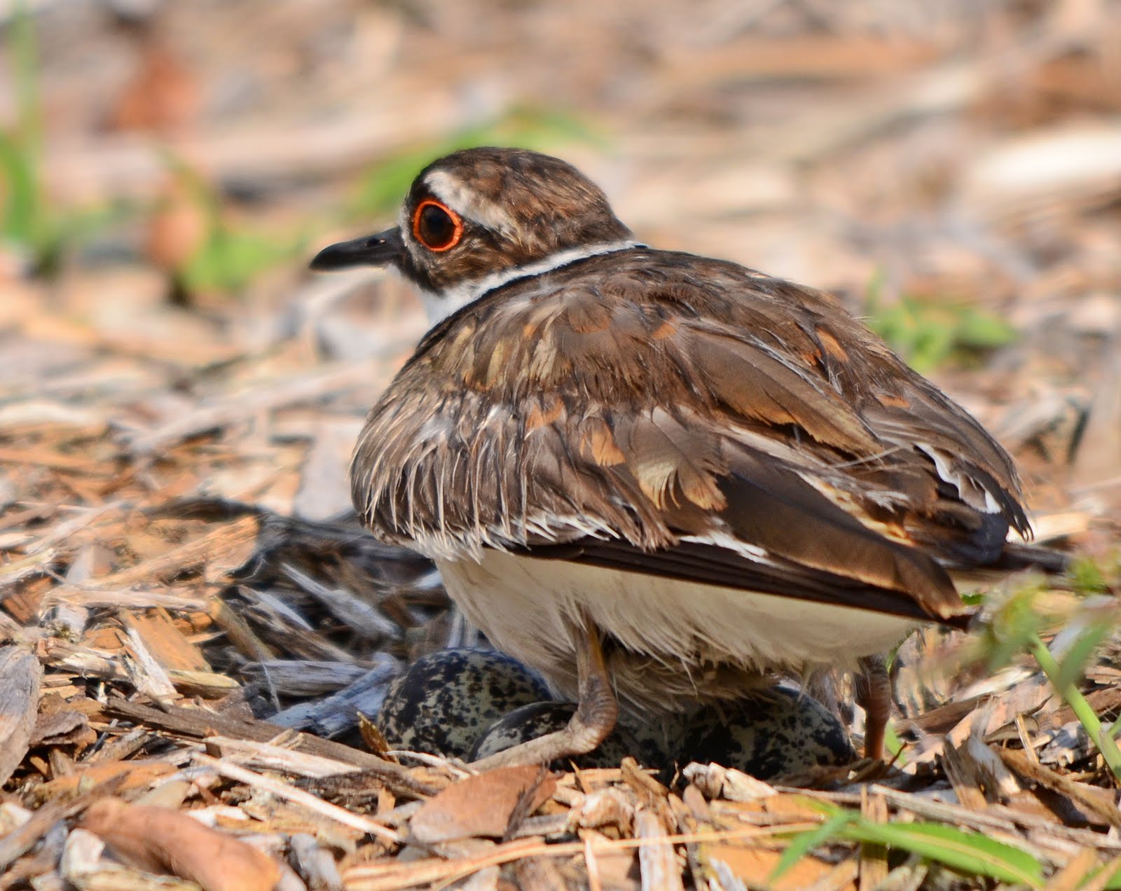 Dina's City Wildlife Adventures: Kildeer nest at work