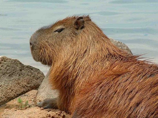 50 Unusual And Rare Animals From Around The World [Pics] | ALL PHOTOZ