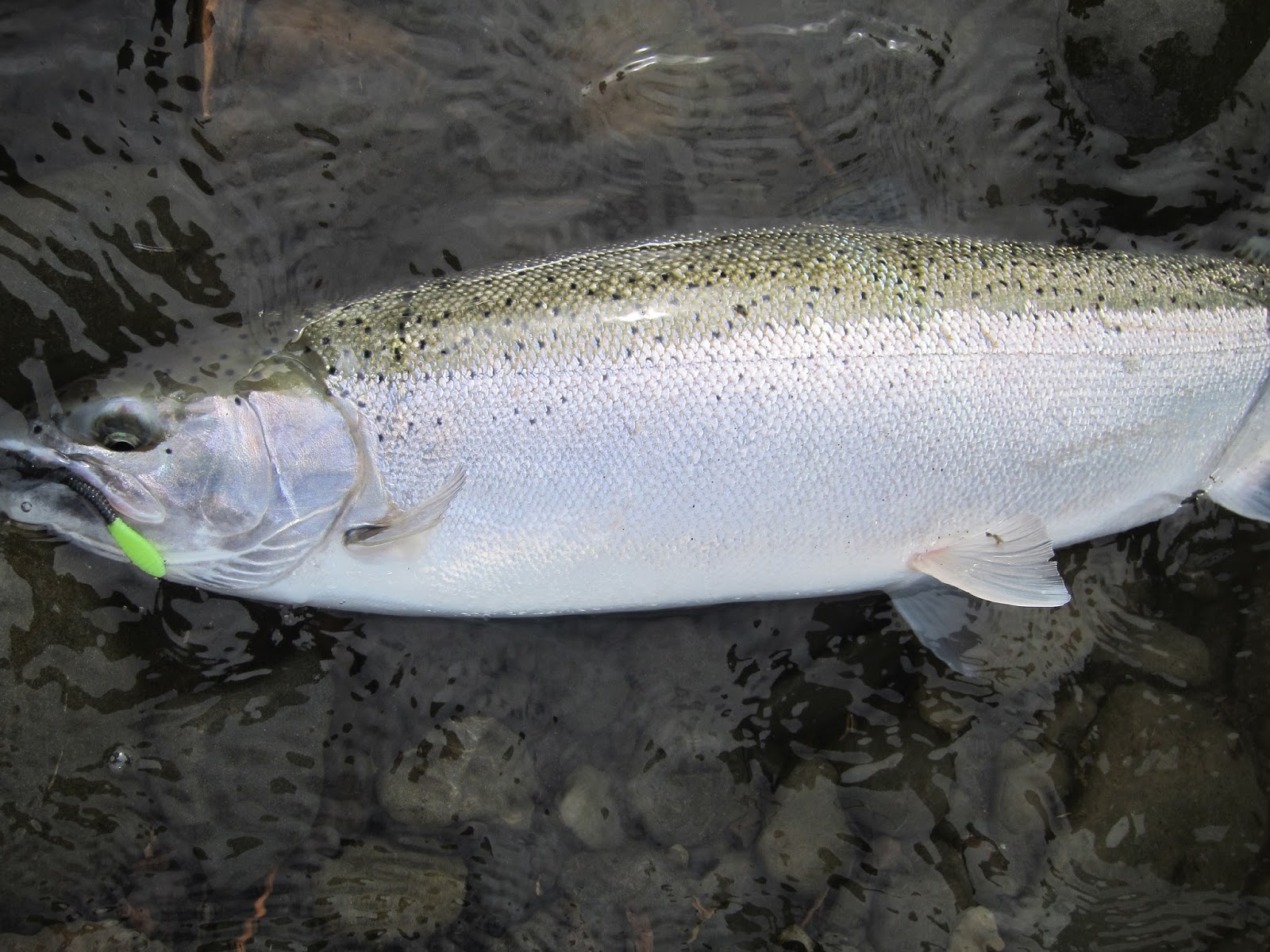 Todds Extreme Fishing: Sol Duc Steelhead