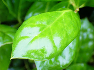 You Can Help Avoid Plant Sunburn