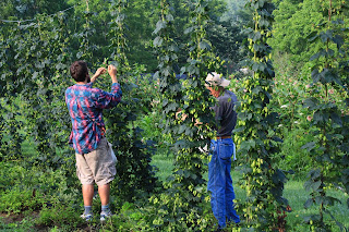 Hop'n Blueberry Farm News: Our Harvest Of Cascade Hops and The Cycle To ...