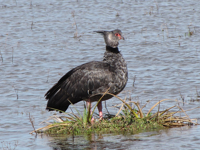 Chauna Torquata Facts And Pictures | All Wildlife Photographs