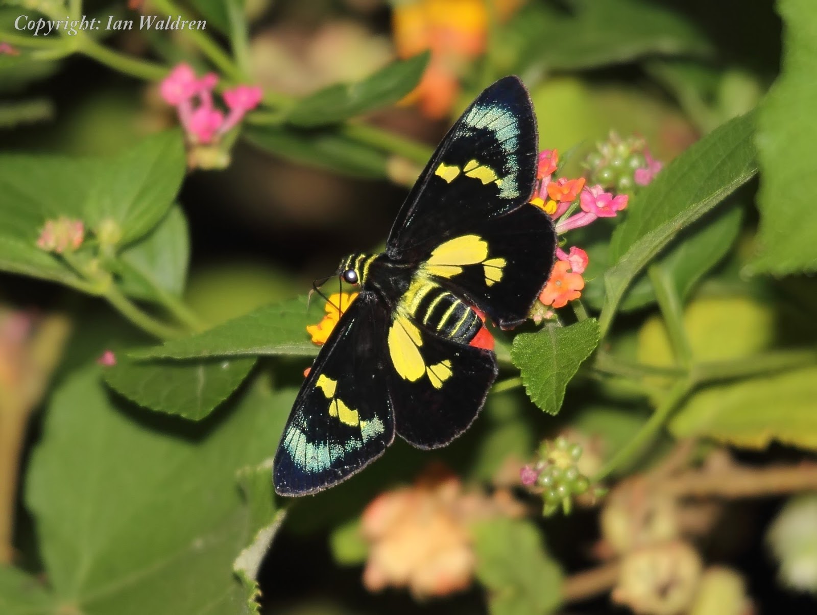 WILD TROPICAL QUEENSLAND: Butterflies