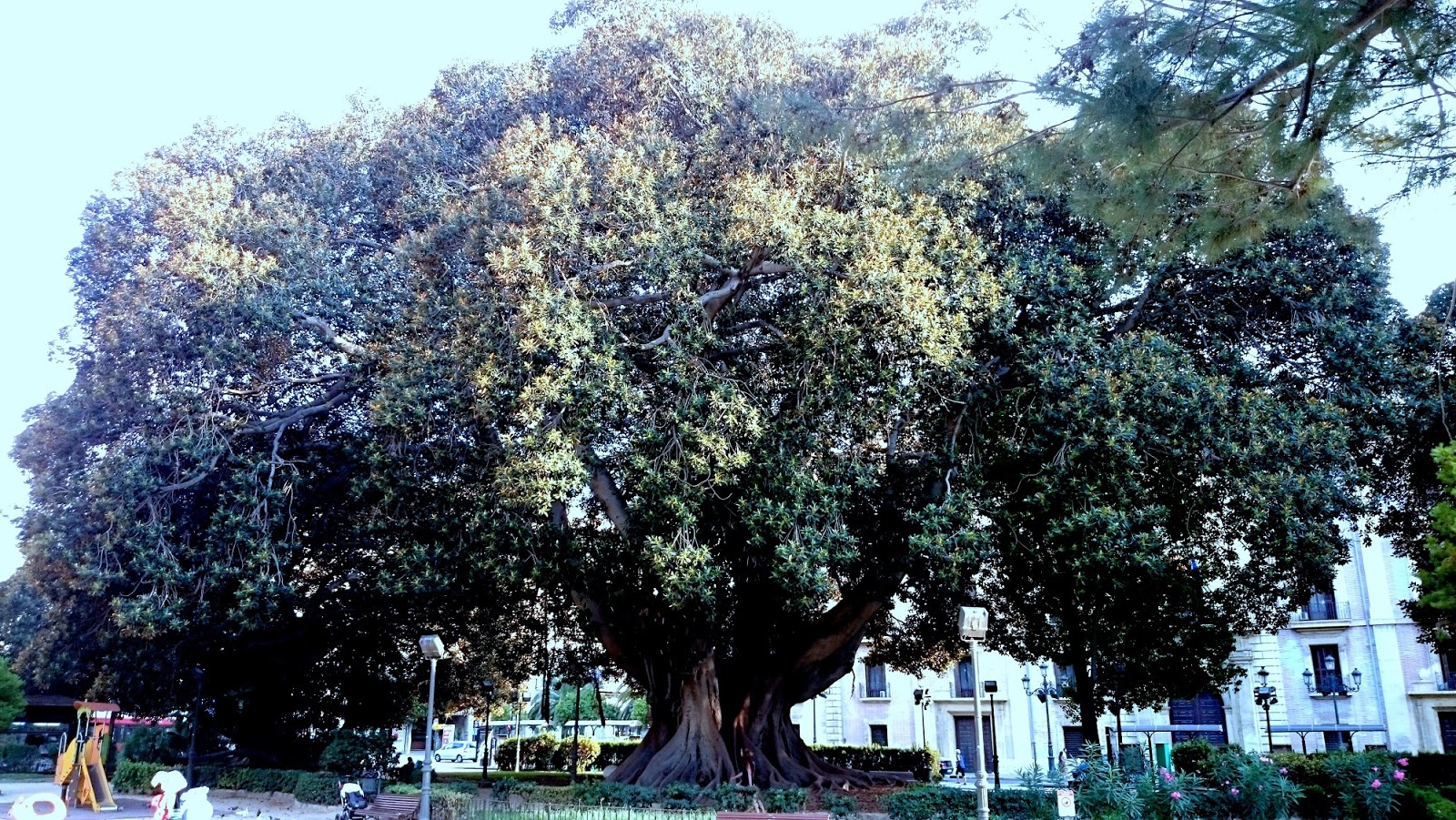 Árboles con alma: Ficus gigante. Higuera de la bahía de Moretón. (Ficus ...