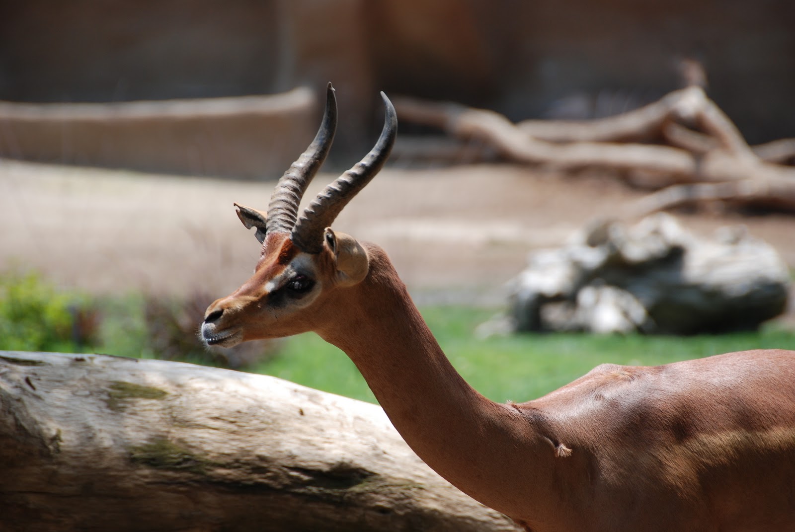 PÉRIPLO: SAN DIEGO ZOO´S WILD ANIMAL PARK II
