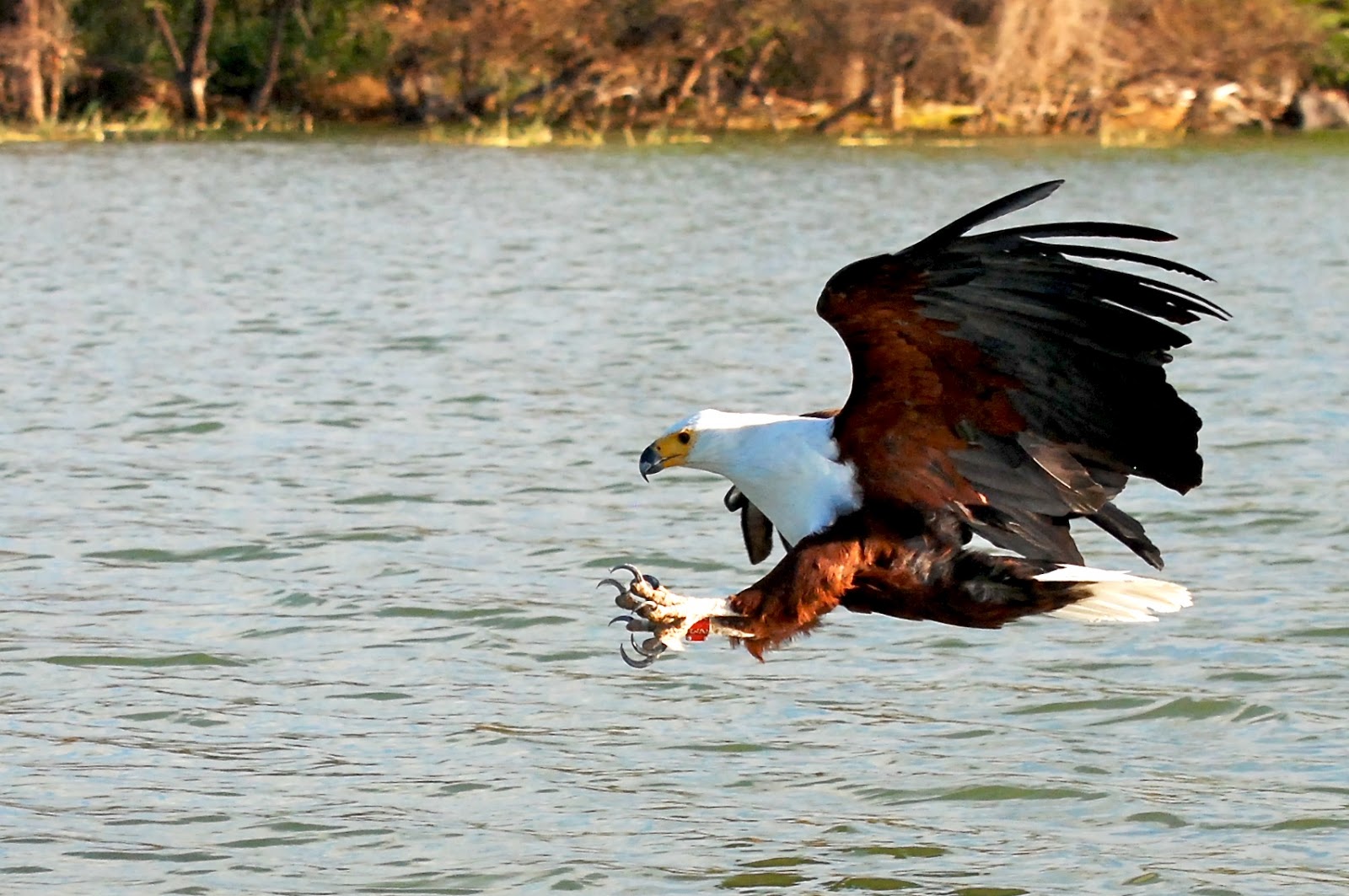 Our Adventures: Favourite Kenyan birds...