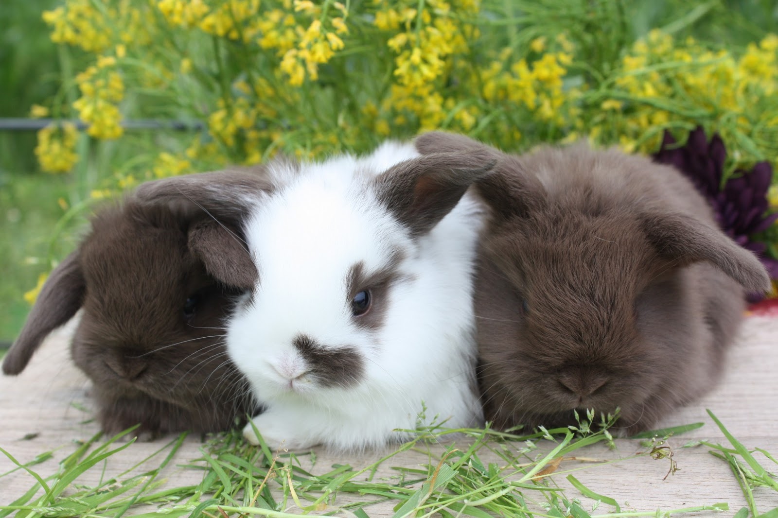 Silver Gate Rabbitry Bunny Blog