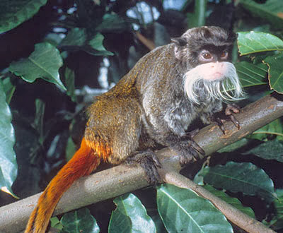 Emperor Tamarin Animals | Interesting Facts & New Pictures | All ...