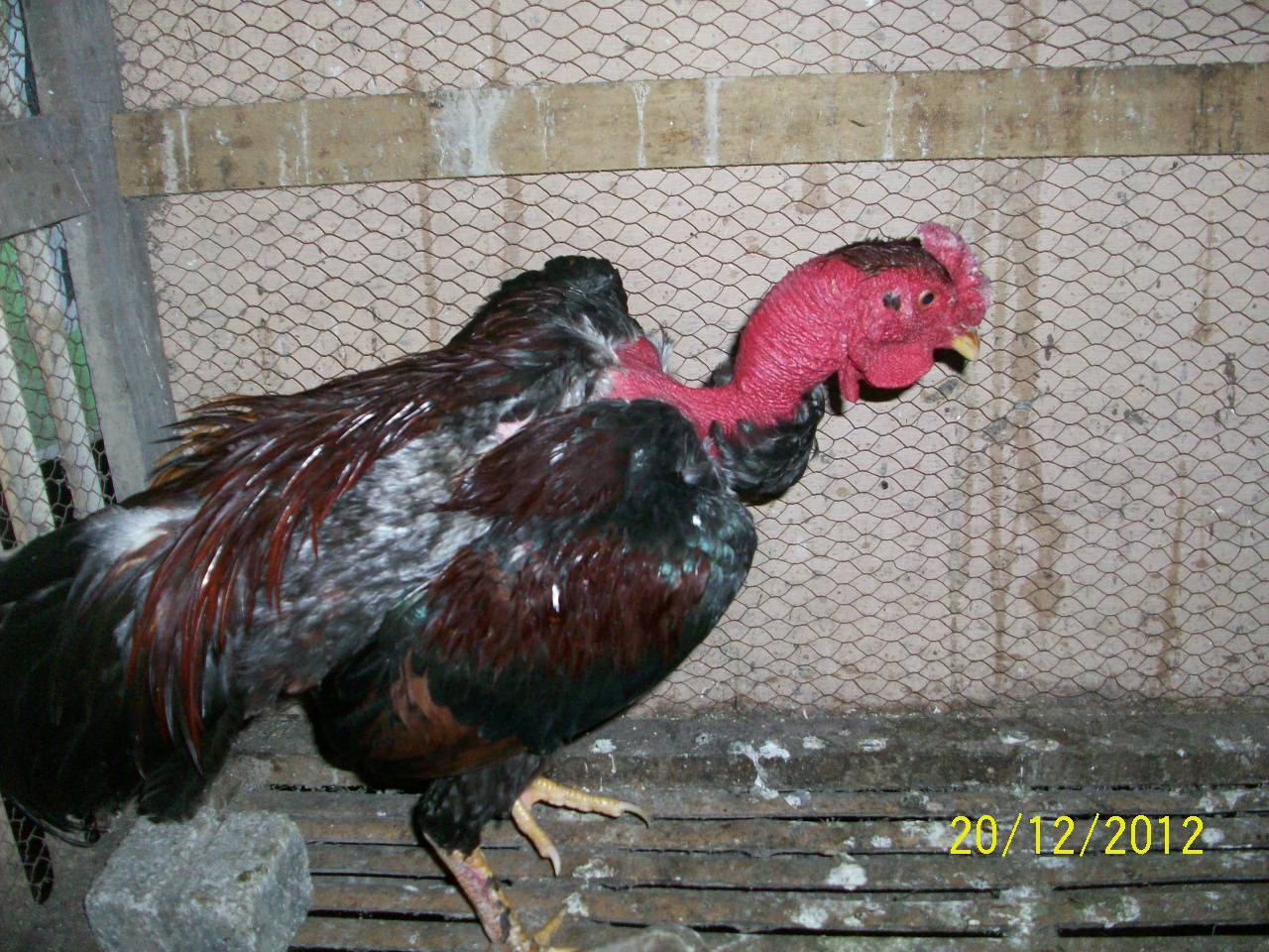 QudRiFaRm: Ayam Botak (Naked Neck Chicken)...