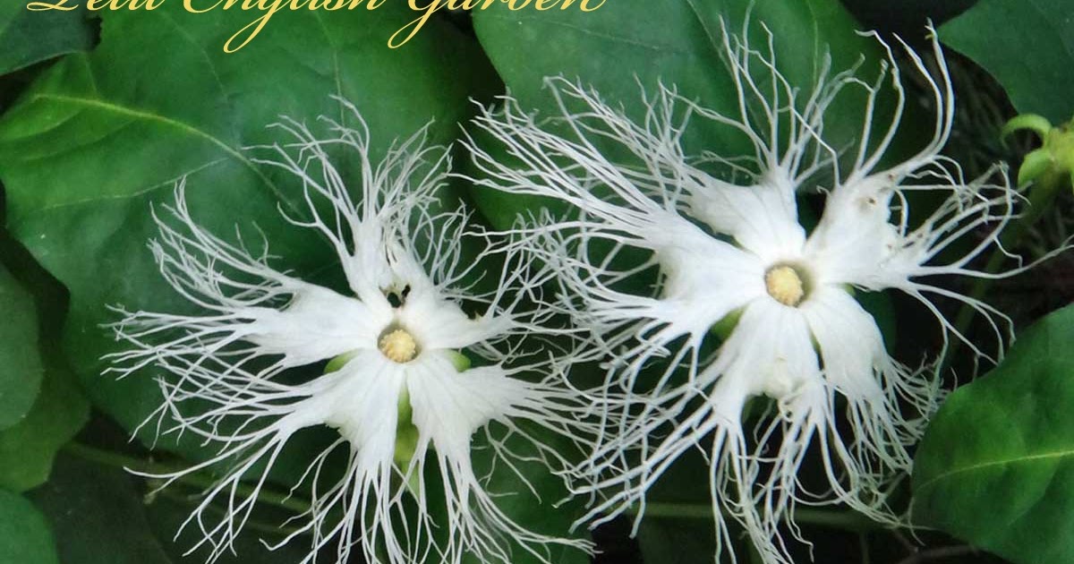 Petit English Garden of MARPLE & POIROT: TODAY'S SHOT: Japanese Snake Gourd