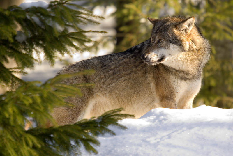 Blog di Clò: IL LUPO