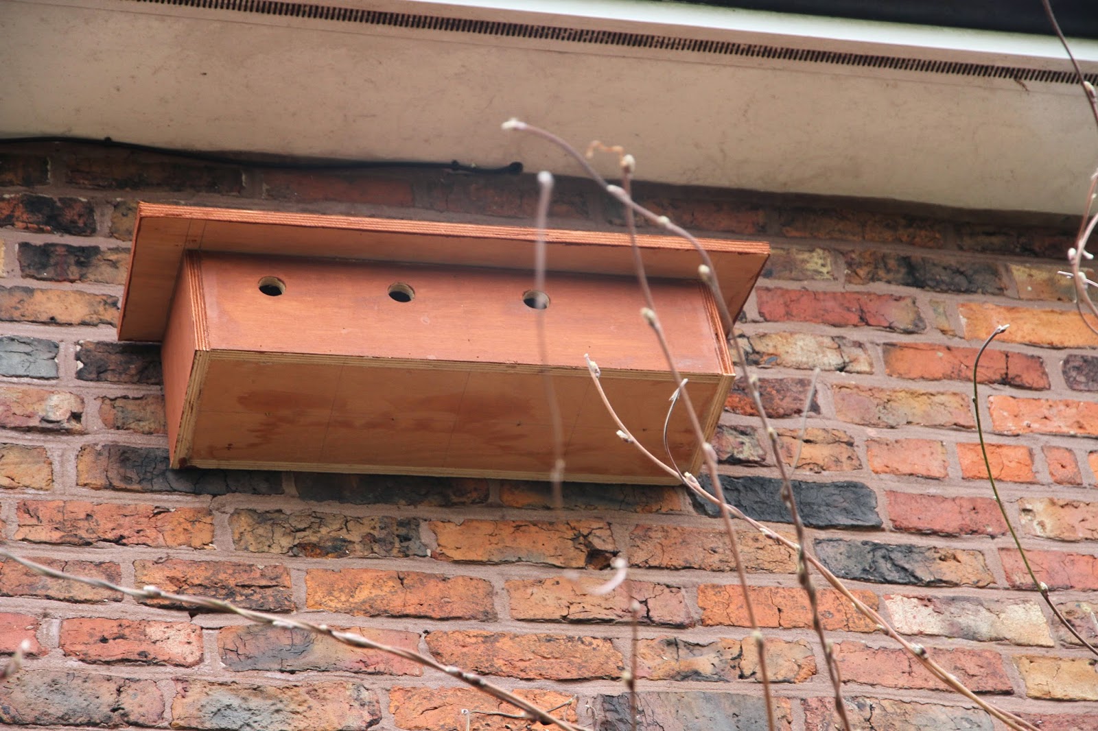 Wilde About Birds: The Tale of the Colonial Nest Box