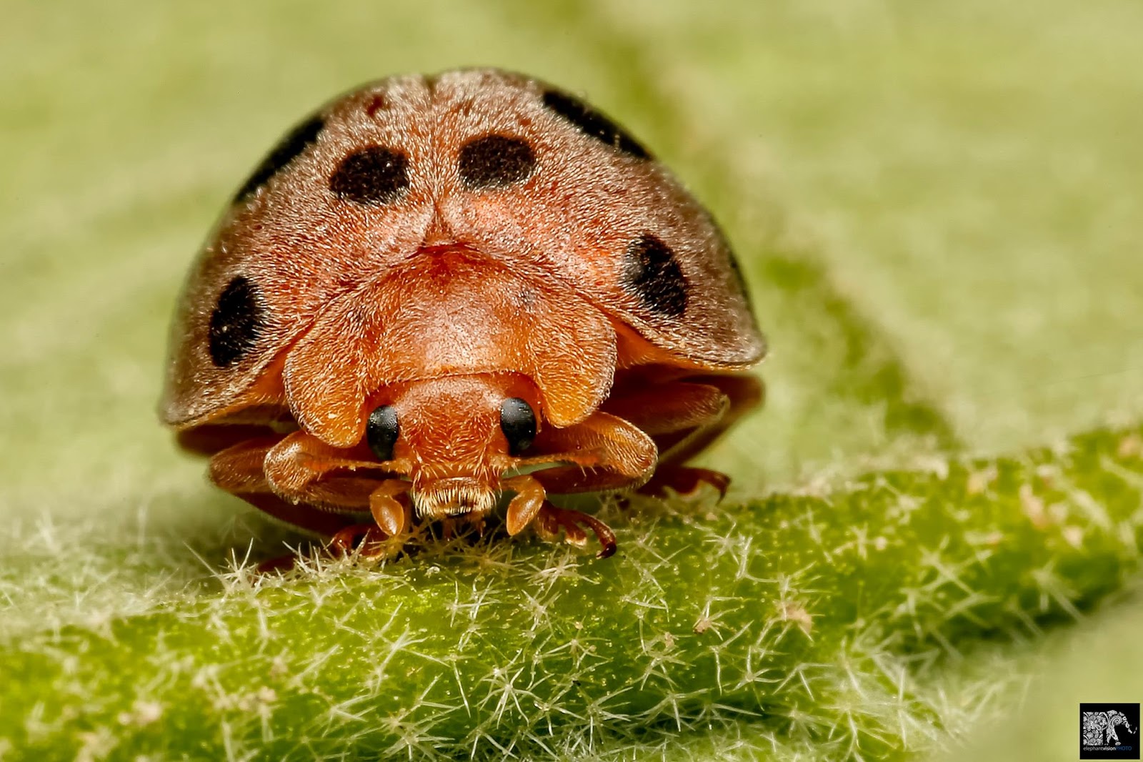 Mirrorless Macro Photography: My TOP 5 Insects and Spiders Mimic!