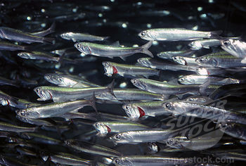 Anchovies ~ Aquatic Animals