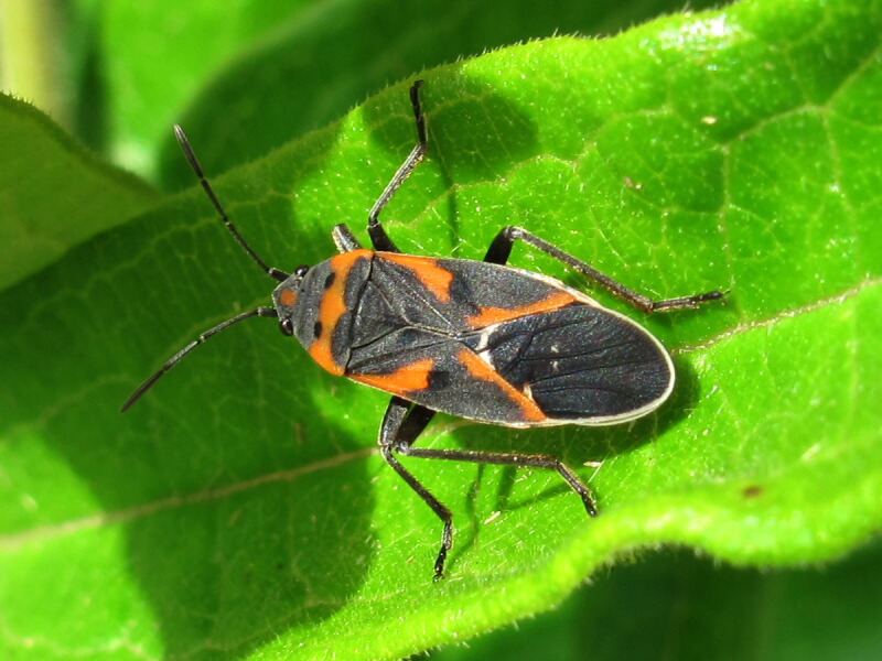The Joyce Road Neighborhood: Small Milkweed Bug