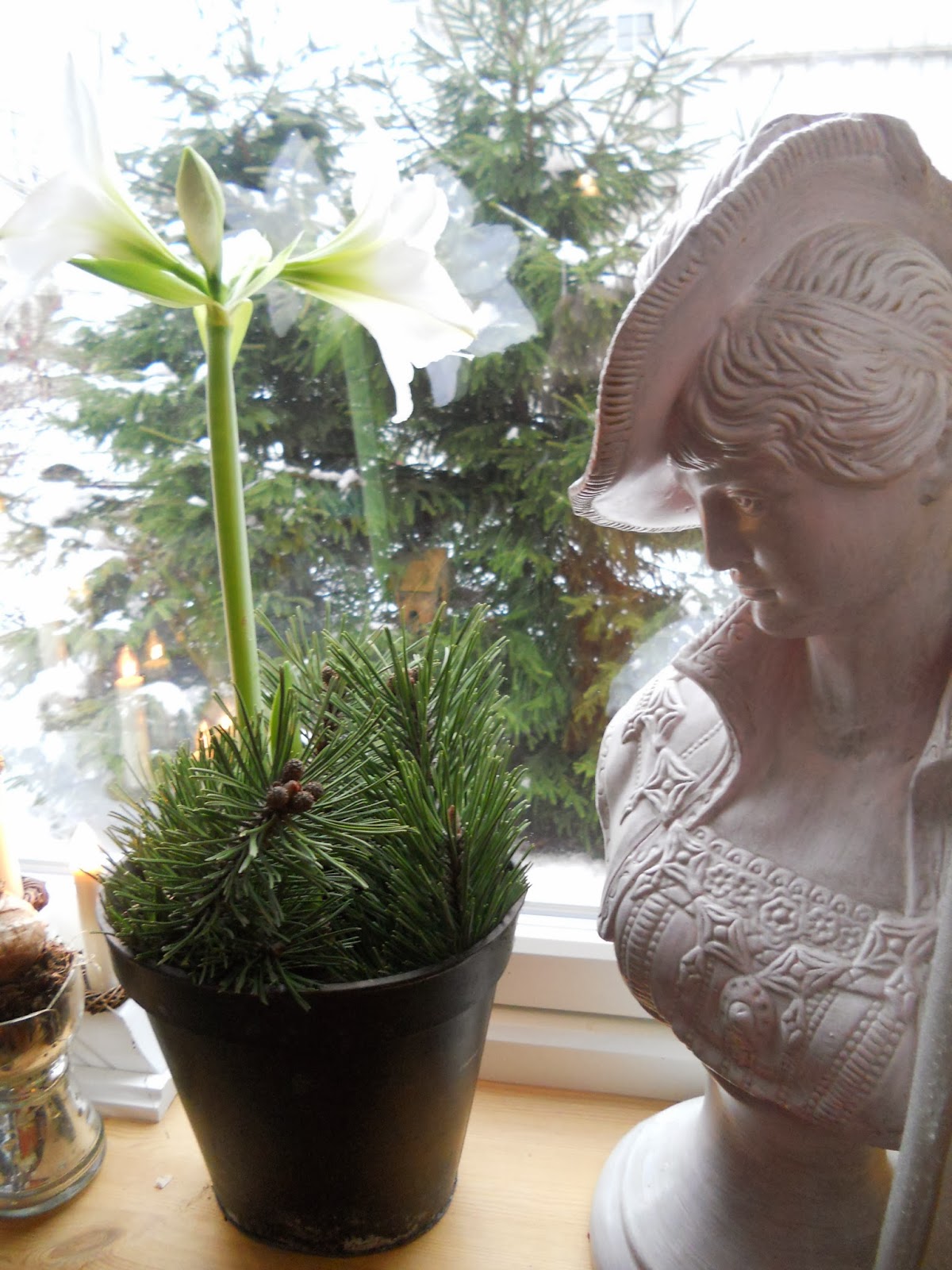 Anne på Auen: Juleblomst