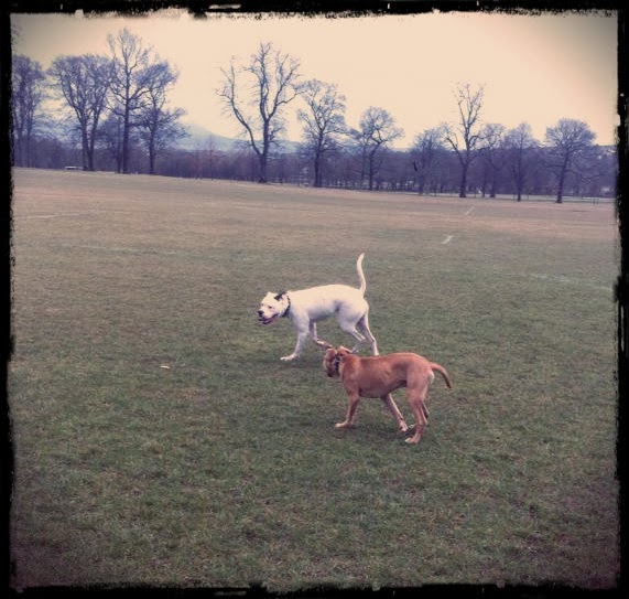 The Adventures Of Bronson The American Bulldog: SDFT Injury Update ...