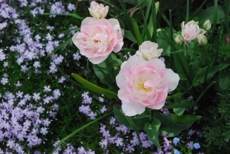 Wife, Mother, Gardener: The changing moods of Tulipa 'Angelique'