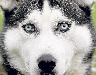 Dog Photo: Siberian Huskies Dog Face