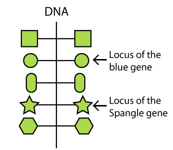4.1 Genetic Notation - Saud's Aviary