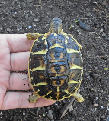 Testudinae - Testudo hermanni y marginata - Tortugas terrestres