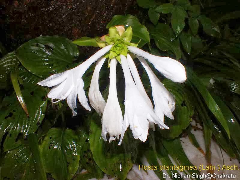Medicinal Plants: Hosta plantaginea, August Lily, Fragrant Plantain ...