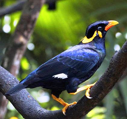 State Symbols of Chhattisgarh updates by www.EChhattisgarh.in ...