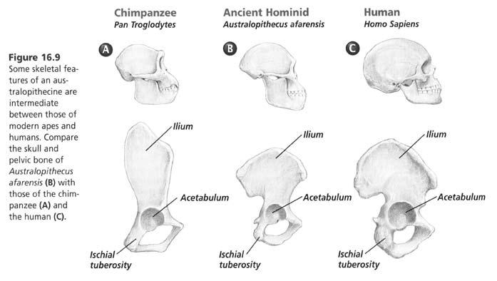 Mr. Goldstein's Classroom Blog: Comparing Homo Sapiens to ...