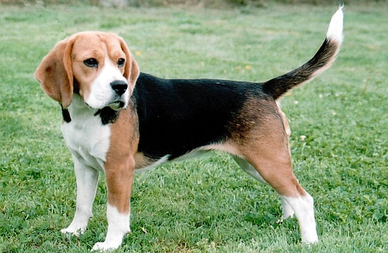 El ojo del buitre: Perros - Beagle