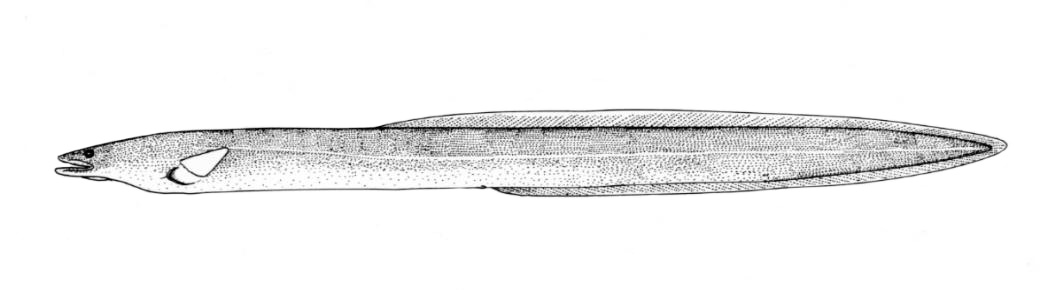 ANGUILLIDAE (SIDHAT - 鳗 - EEL): SIDHAT AMERIKA - American Eel ...