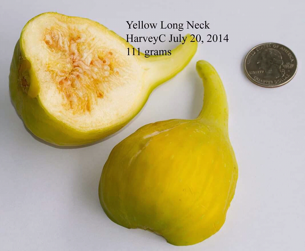Yellow Long Neck Fig - Var Tin