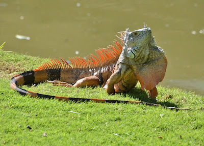 Real Monstrosities: Iguana