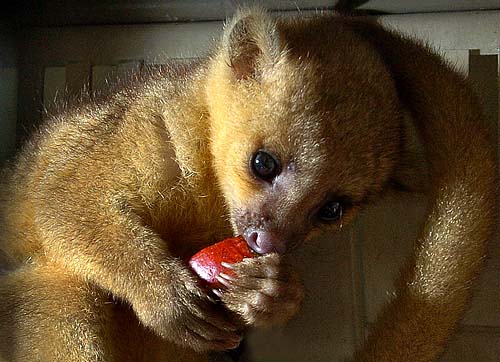 Fotografías Oscar Payés: Mico León