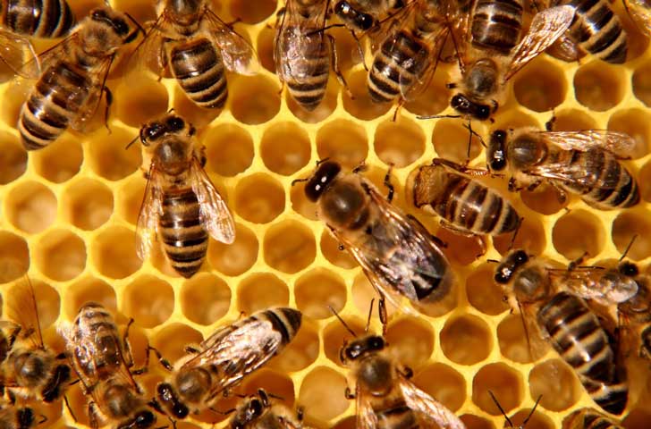 Compartiendo aprendizajes escolares: Aprendiendo de las abejas...
