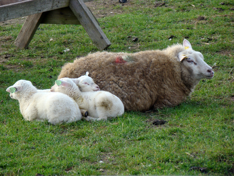 #TEXELPICS: Texel sheep & lamb