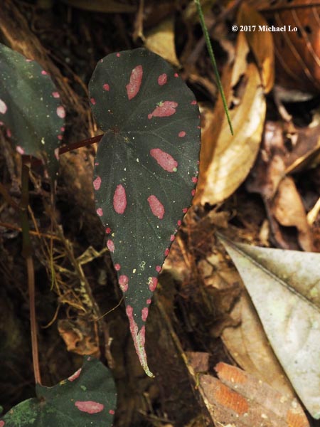 The rainforests of Borneo & Southeast Asia: Exploring at Batang Lupar ...