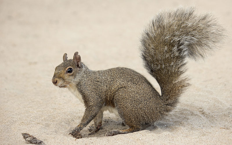 Holly Cawfield Photography: Sandy Squirrel