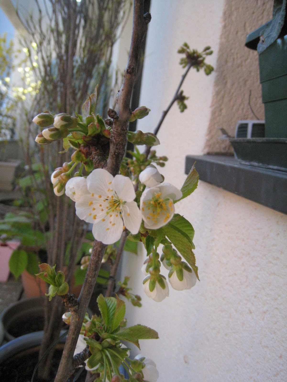 Passion Terrasse: Des fleurs de couleurs prune, blanche, rose, parme et ...