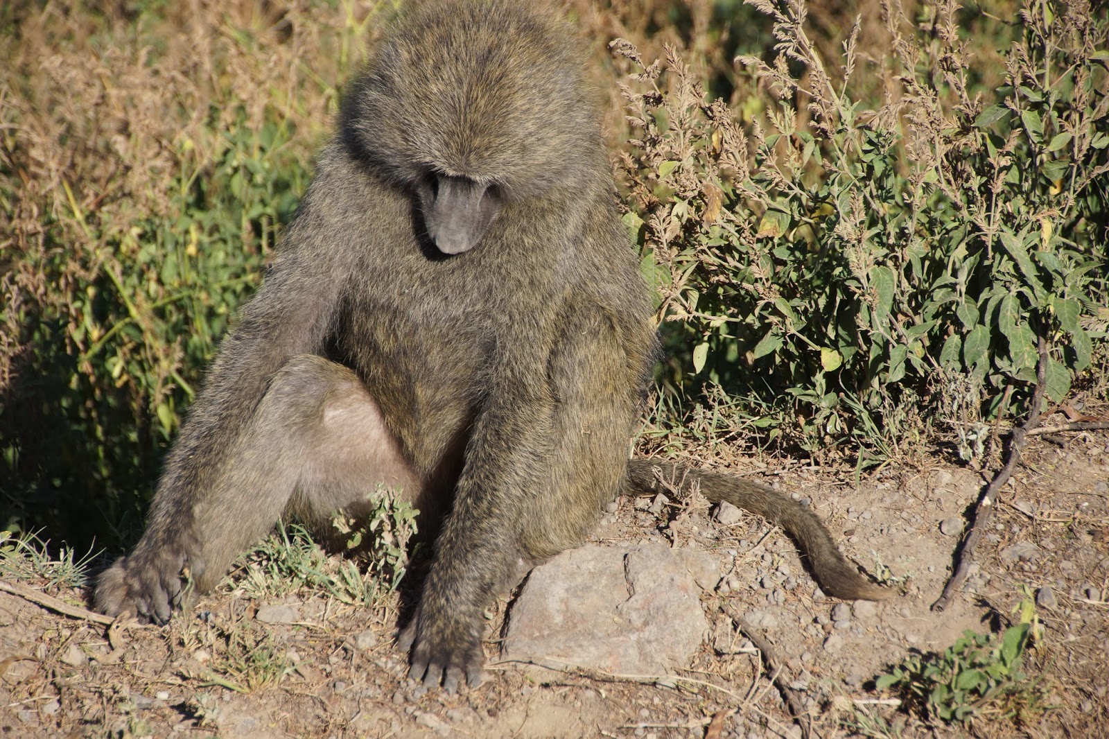 Korven Kostaja: Safari Keniassa VI – eläimet
