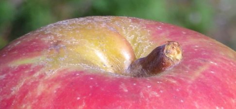 Barnack Beauty * - Adam's Apples