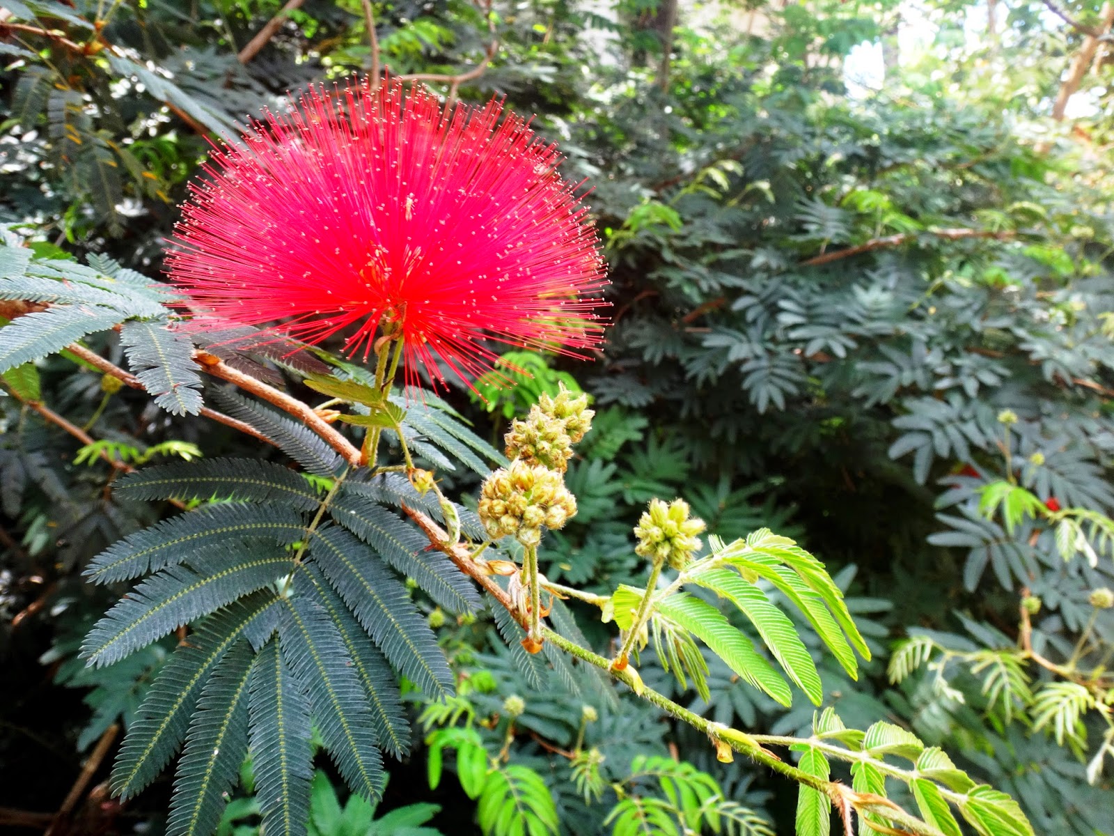 Uma flor por dia: Calindra tweedii