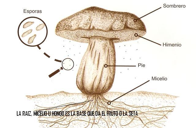 Senda Rural: Cultivo de Champiñones