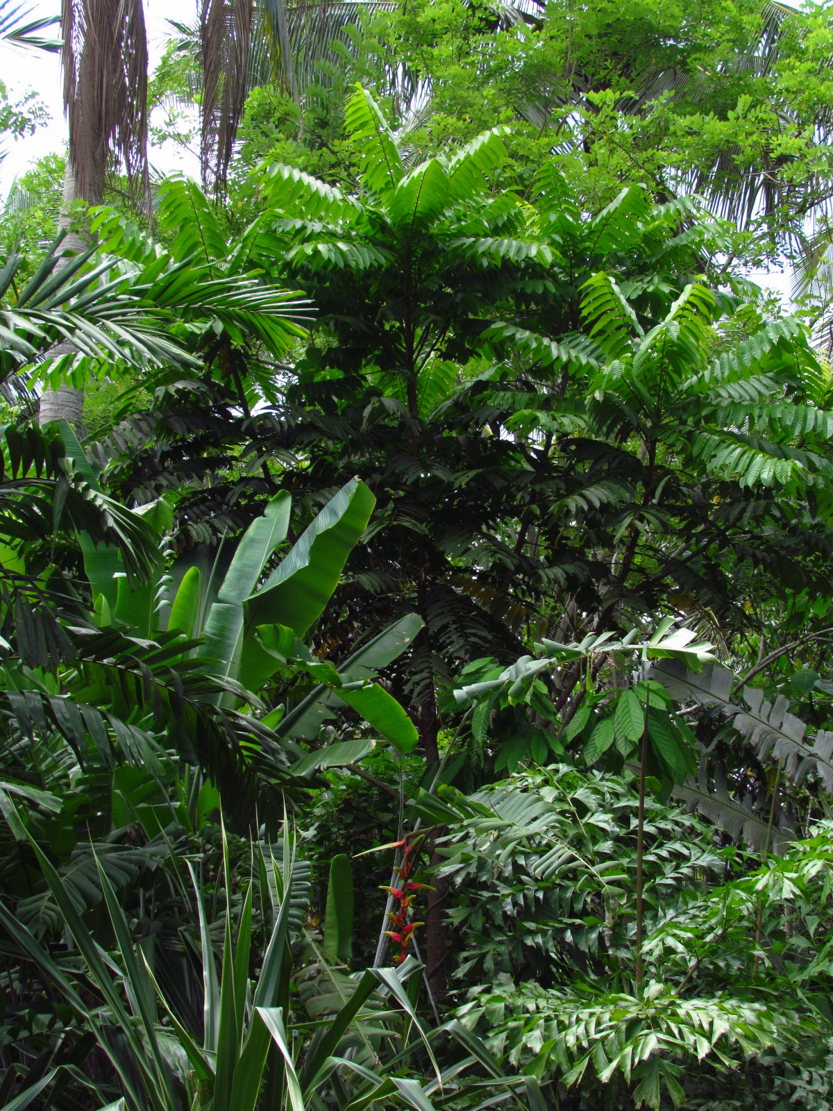 1784: Philippine Tree of the Month: Alawihaw